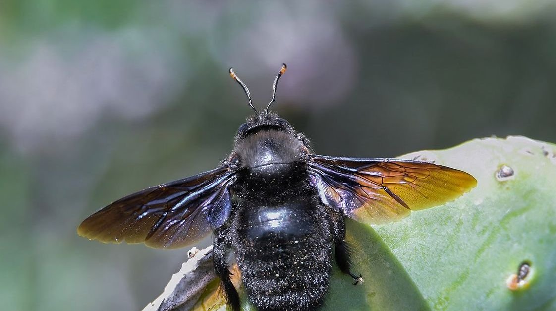 7 insectos voladores grandes que puedes encontrar en España ...