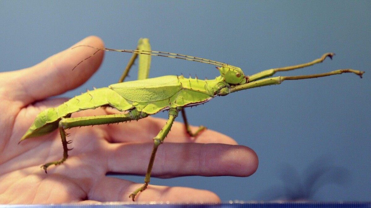 Los 10 insectos más raros del mundo - ZooMascotas.com