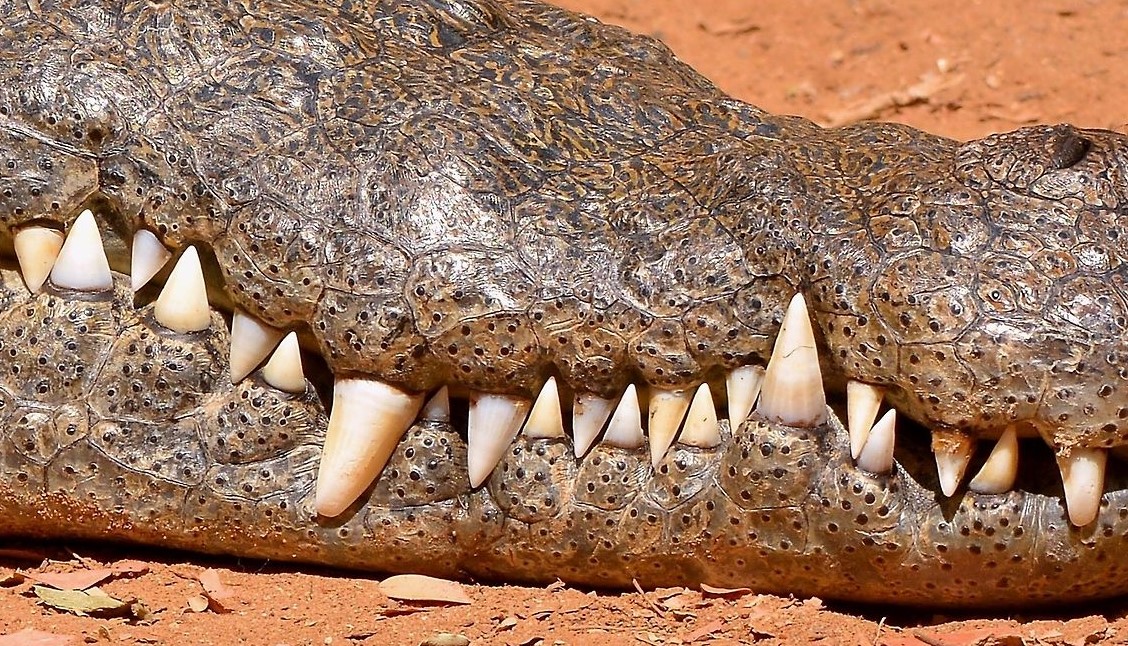 Los 10 animales con mas dientes - ZooMascotas.com
