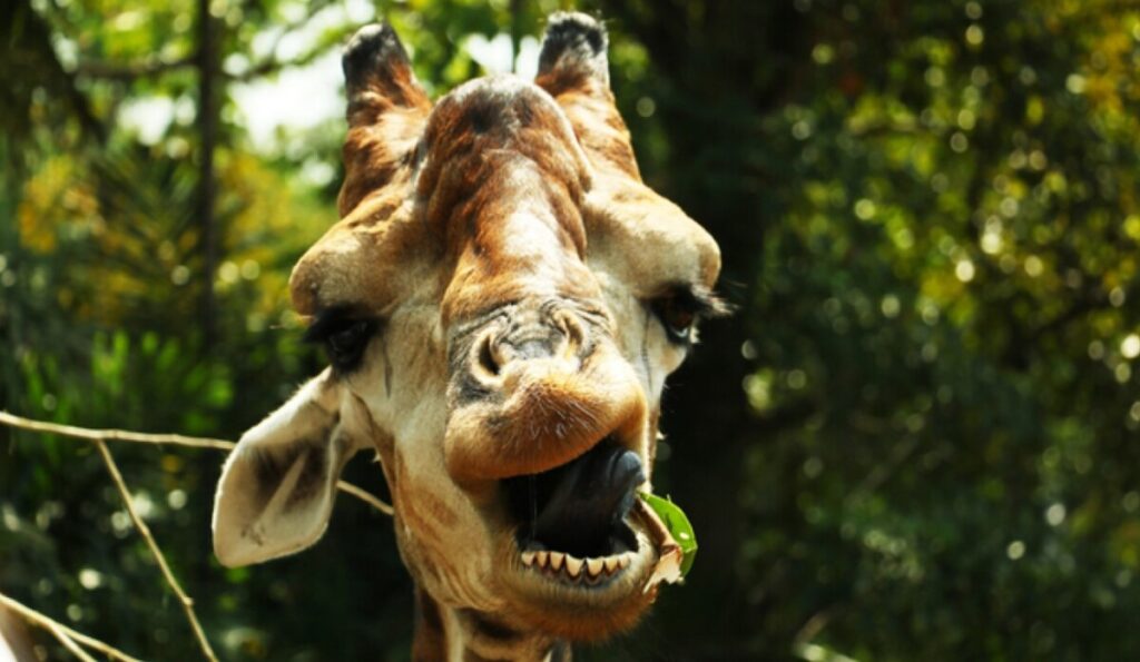 Los 10 animales con mas dientes - ZooMascotas.com