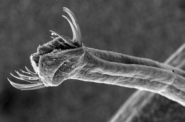 Tipos de gusanos - ZooMascotas.com