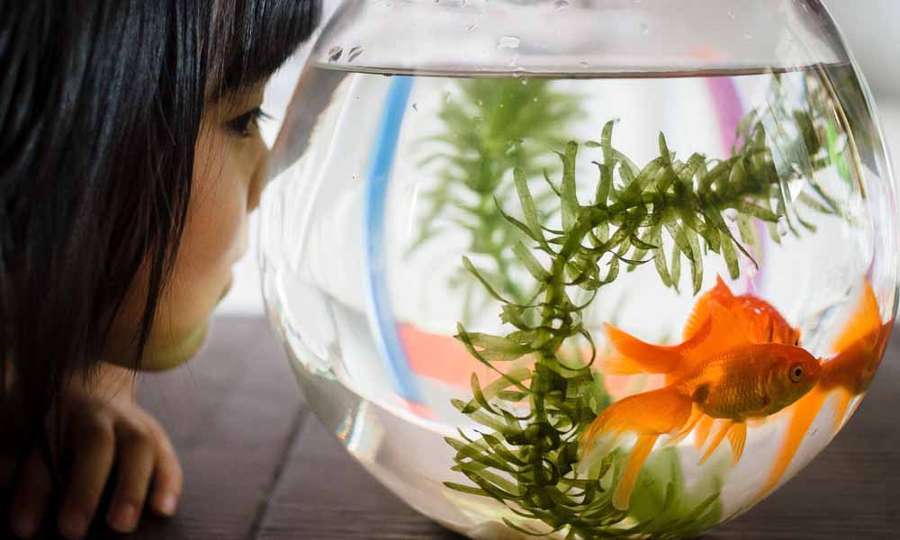 Las 10 mejores peceras pequeñas - ZooMascotas.com
